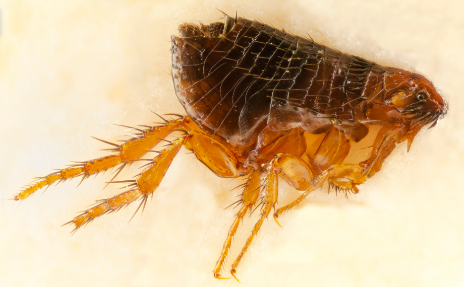 Vše o blechách: Jak blecha vypadá, žije a škodí | POTAPNICEK.CZ