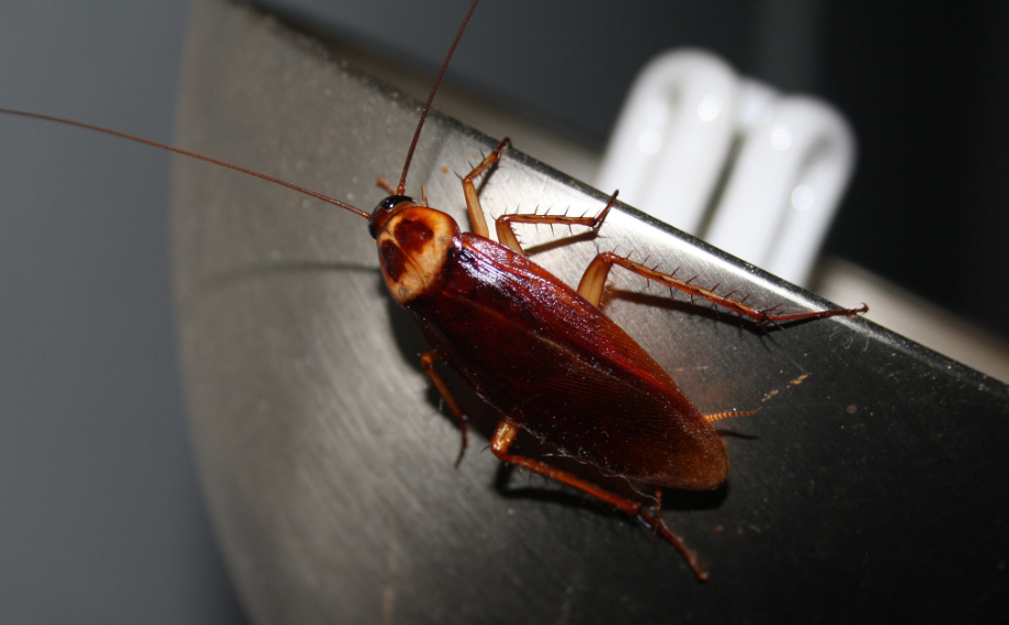 Jak na šváby v bytě | POTAPNICEK.CZ