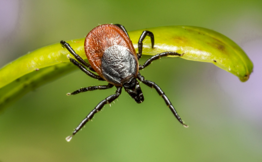 Jak správně vyndat klíště: Krok za krokem | POTAPNICEK.CZ