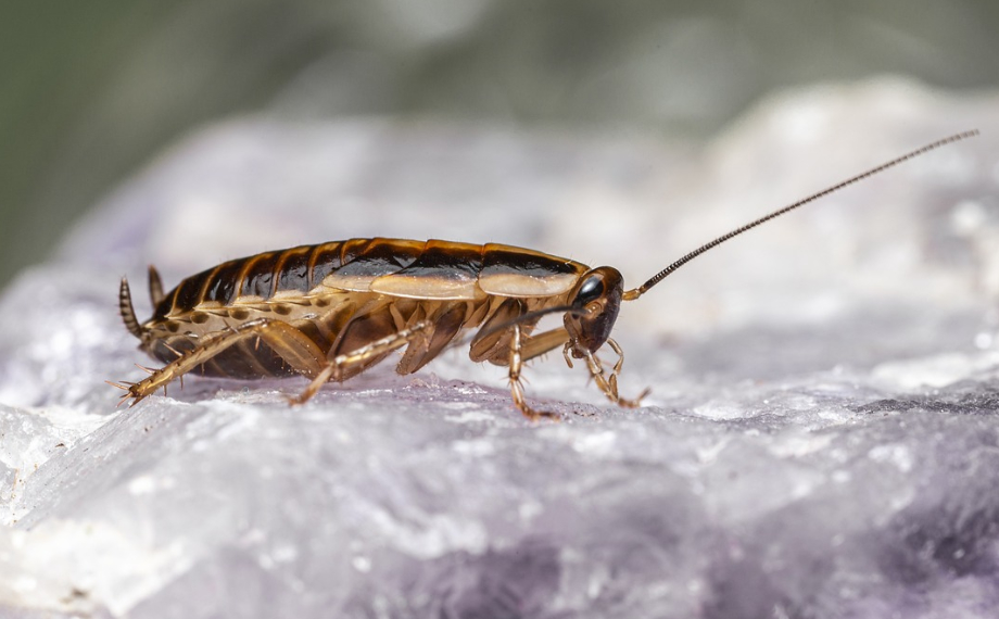 Vše o švábech | POTAPNICEK.CZ