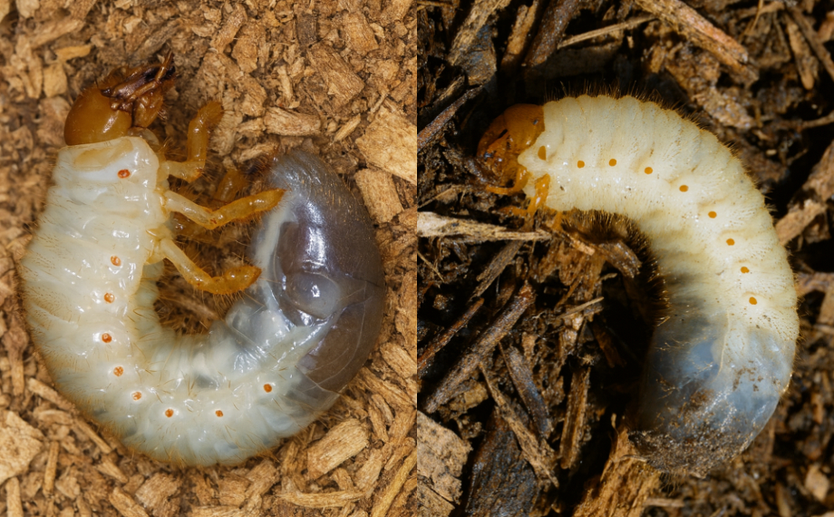 Larva chrousta vs. larva zlatohlávka: Jak je spolehlivě rozlišit ...