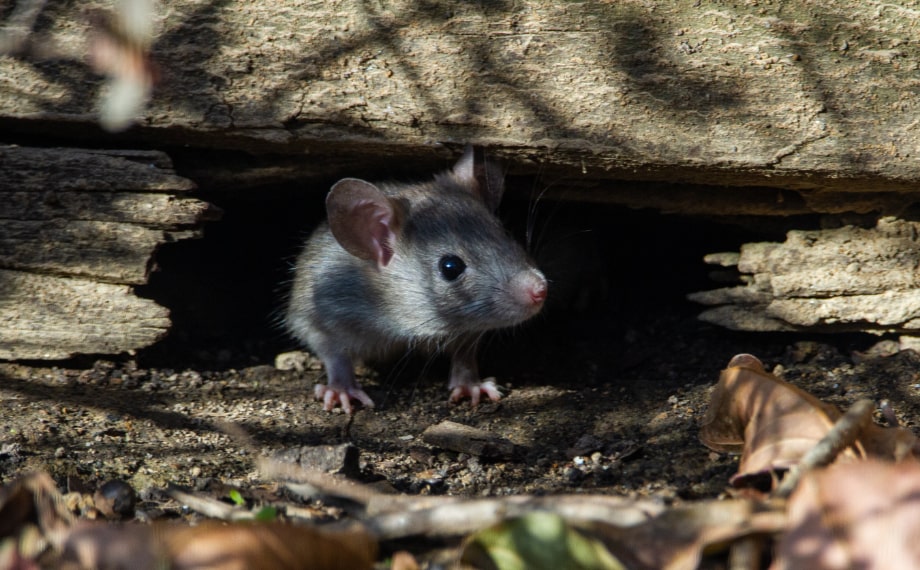 Jak se zbavit myší ve zdi | POTAPNICEK.CZ