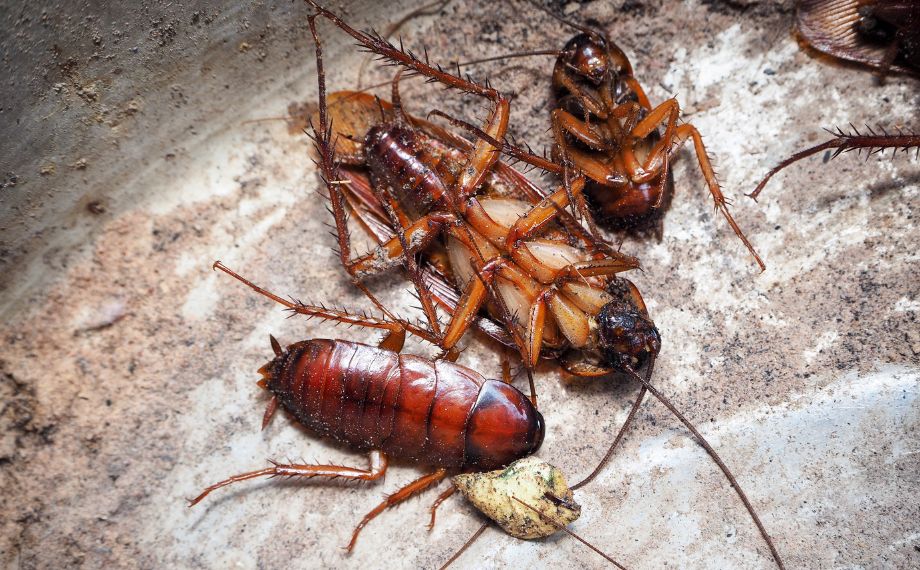 Jak na likvidaci švábů | POTAPNICEK.CZ