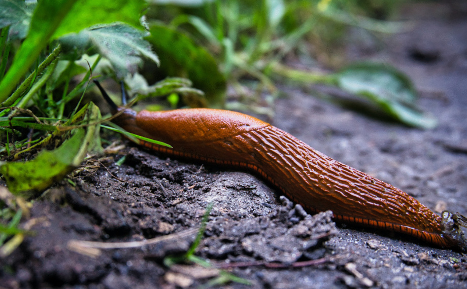 Jak se zbavit slimáků | POTAPNICEK.CZ