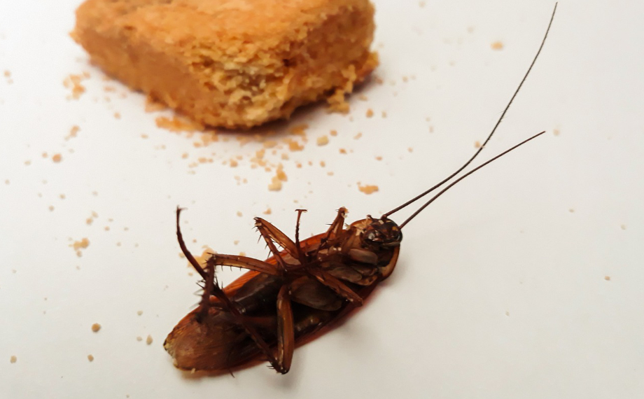 Jsou švábi nebezpeční? | POTAPNICEK.CZ